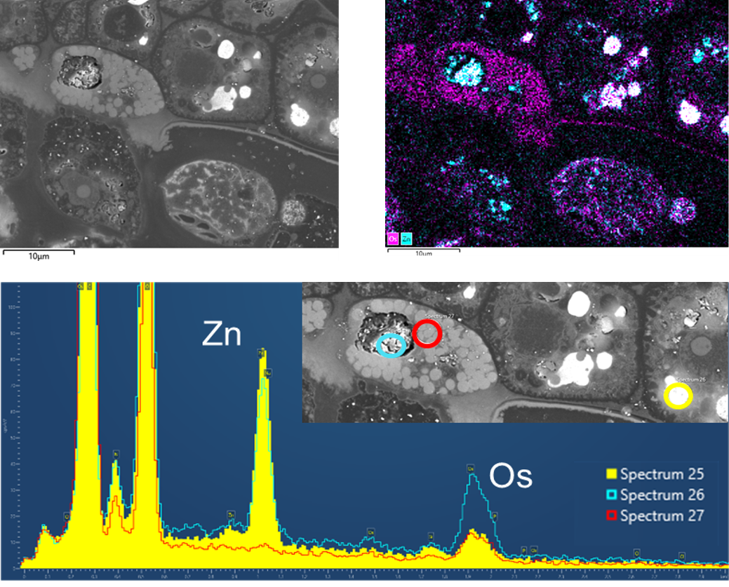 Using EDS for imaging ultrastructure: Colour EM - Nanoanalysis - Oxford ... Using EDS for imaging ultrastructure: Colour EM - Nanoanalysis - Oxford ...